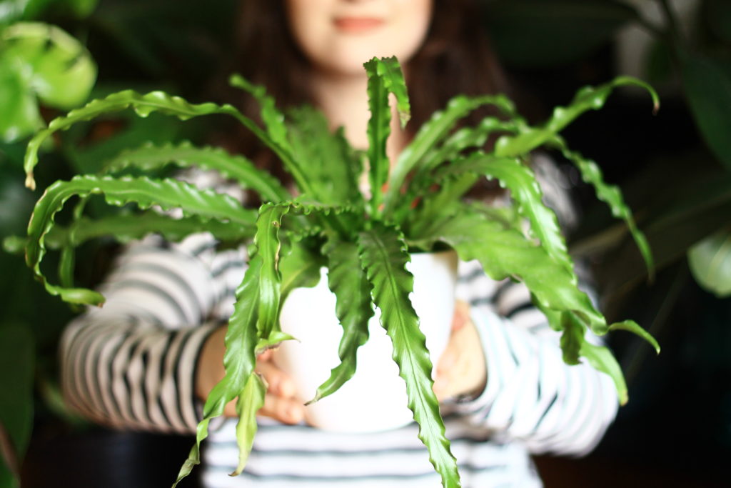 How to Get Free Plants - Leaf and Paw