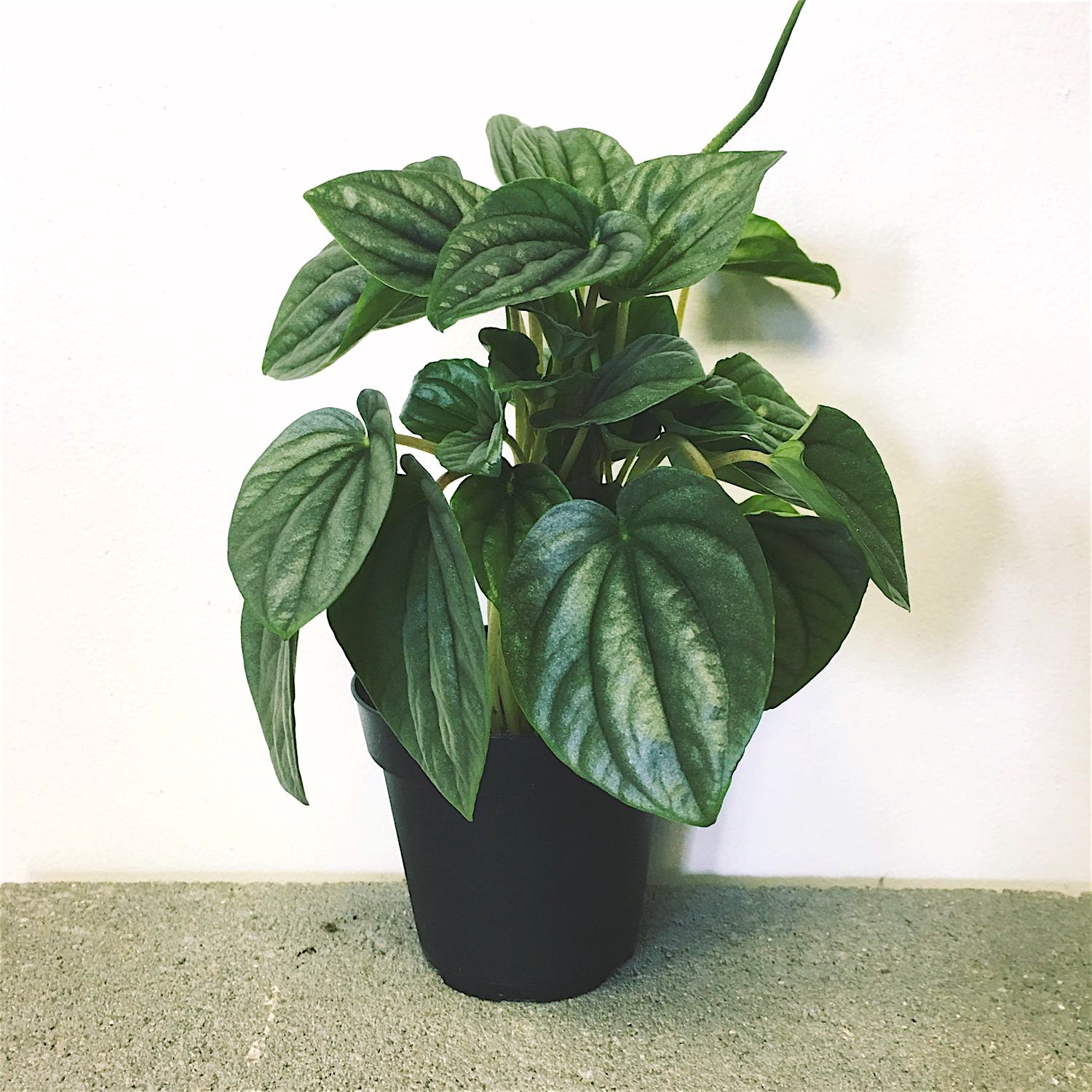 Peperomia Party: A Guide to Peperomia - Leaf and Paw