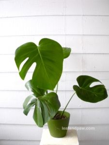 Plant Portrait: Monstera Deliciosa - Leaf and Paw