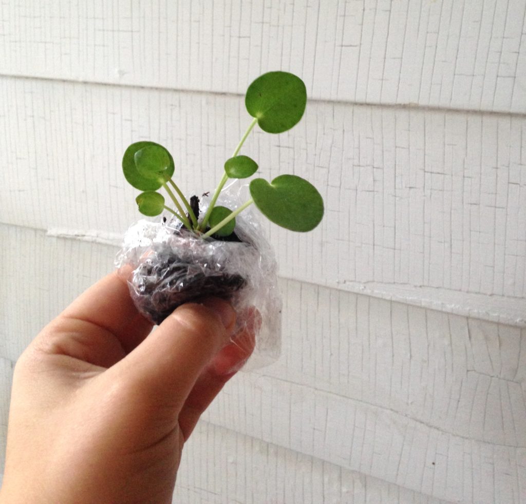 Plant Portrait: Pilea Peperomioides - Leaf and Paw