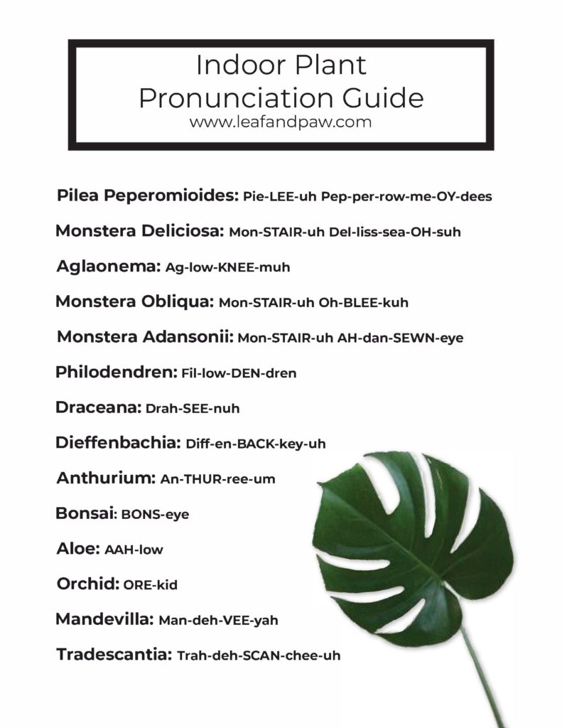 Guide: Indoor Plant Pronunciation - Leaf and Paw