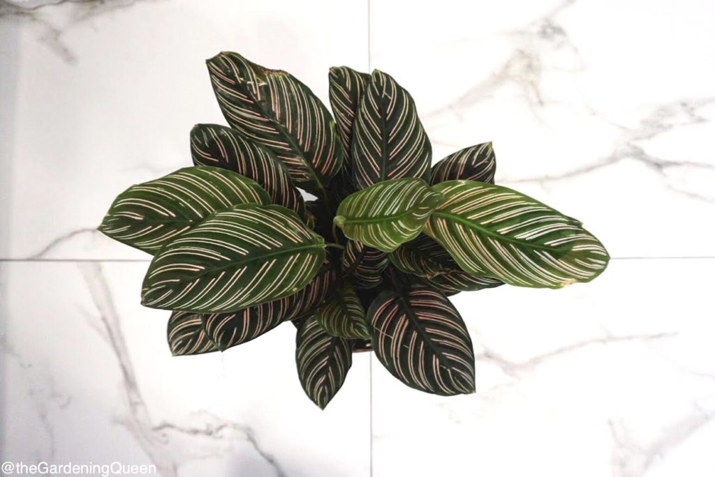 Calathea: A Guide to Collecting Calathea - Leaf and Paw