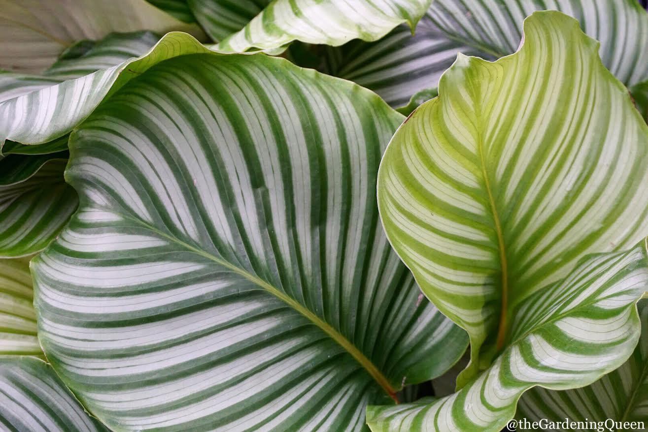 Calathea: A Guide to Collecting Calathea - Leaf and Paw