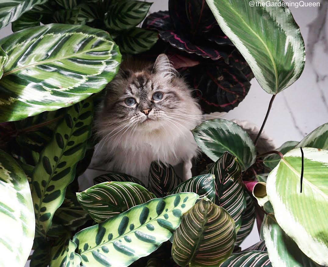 Calathea: A Guide to Collecting Calathea - Leaf and Paw
