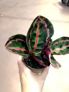 Calathea: A Guide to Collecting Calathea - Leaf and Paw