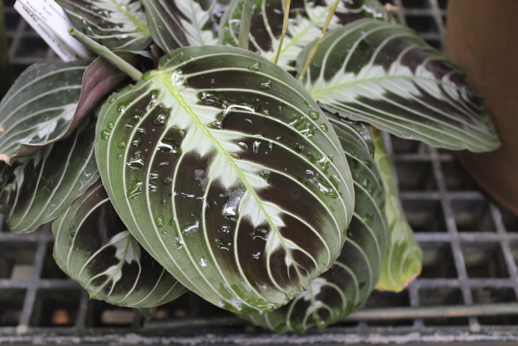 Calathea: A Guide to Collecting Calathea - Leaf and Paw