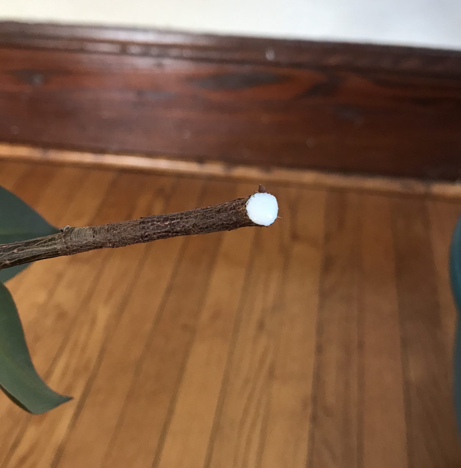 How To: Propagate a Rubber Tree - Leaf and Paw