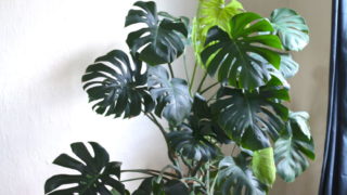 Guide: More Monstera Varieties To Love - Leaf and Paw
