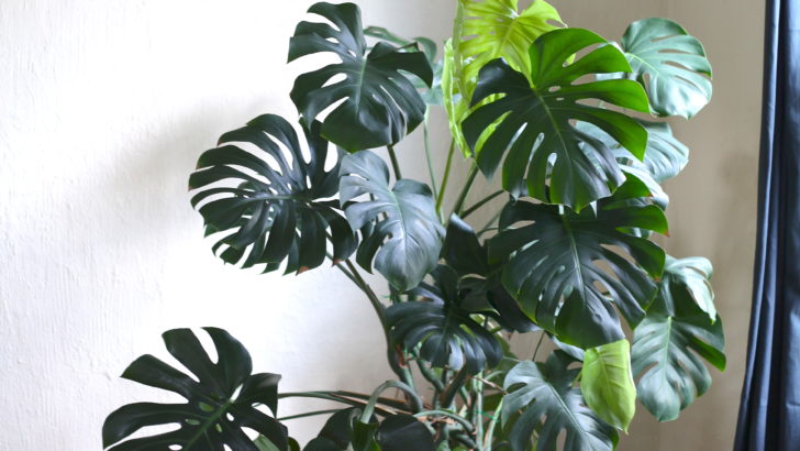 Guide: More Monstera Varieties To Love - Leaf and Paw