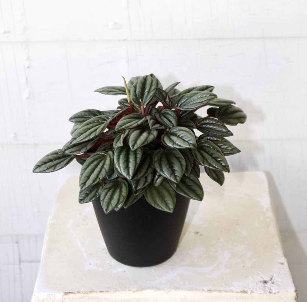 Peperomia Party: A Guide to Peperomia - Leaf and Paw