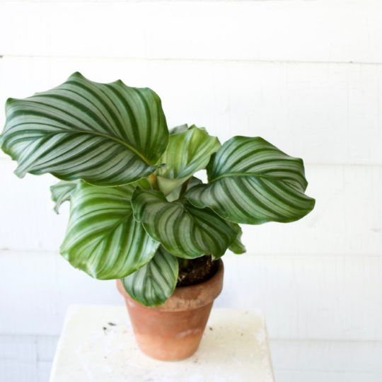 How To: Propagate a Monstera Deliciosa | Leaf and Paw