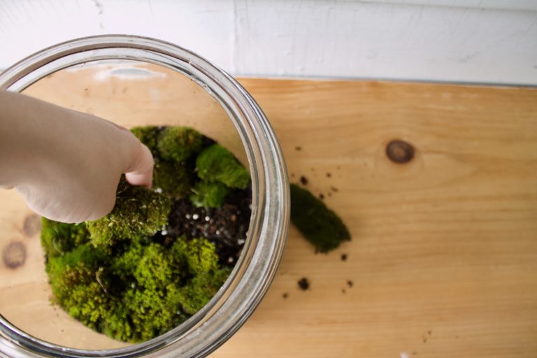 DIY: A (Free) Moss Terrarium - Leaf and Paw