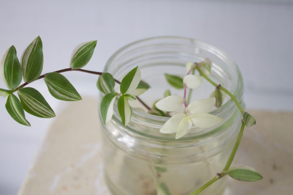 How to: Propagate Plants in Water - Leaf and Paw