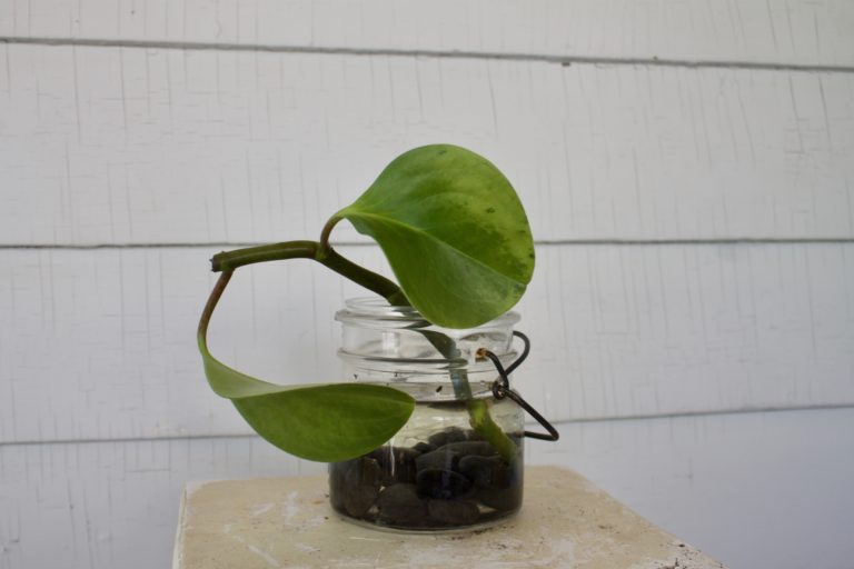 How to: Propagate Plants in Water - Leaf and Paw