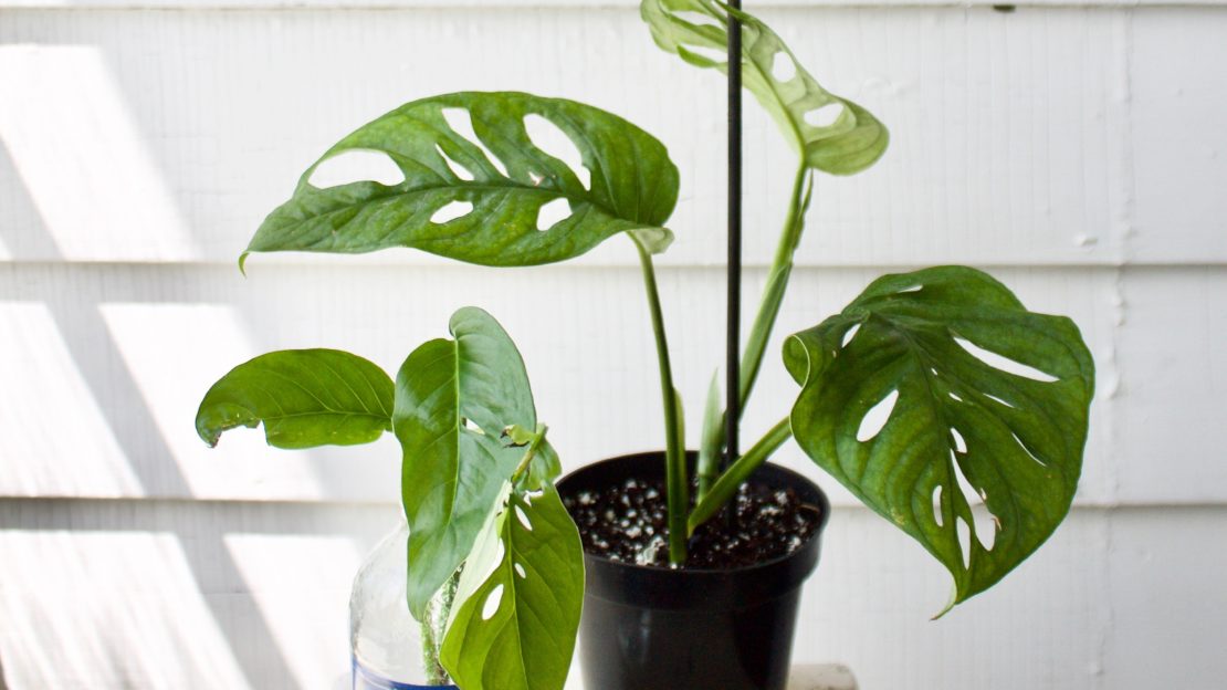 Plant Portrait: Monstera Adansonii - Leaf and Paw