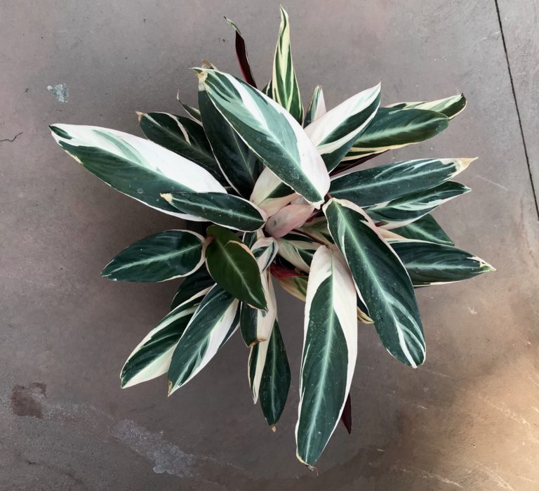 Variegated Plants Safe for Pets - Leaf and Paw
