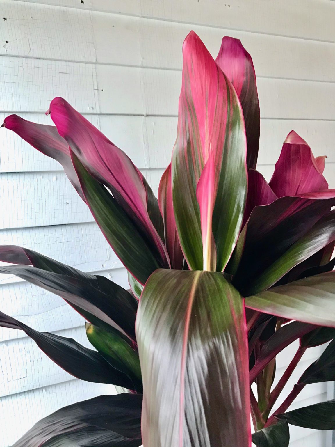 Plant Portrait: Hawaiian Ti - Leaf and Paw