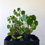 Pilea Party: A Guide to Pilea - Leaf and Paw
