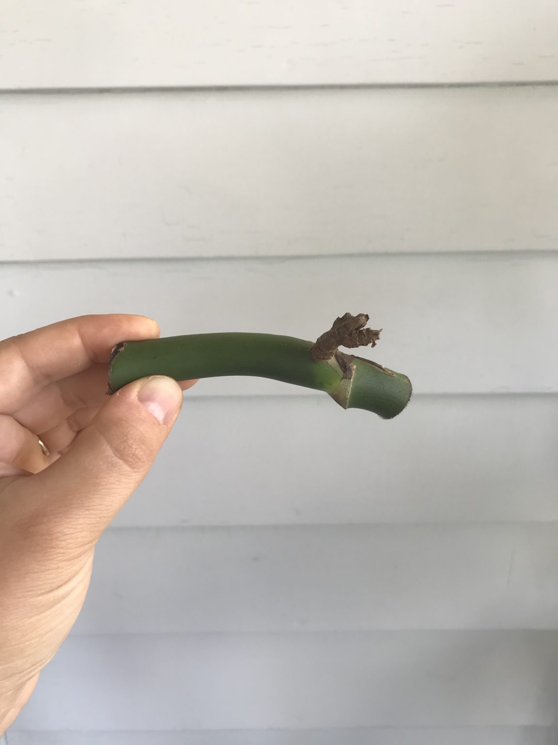 Illustrated Propagation: Monstera Deliciosa - Leaf and Paw
