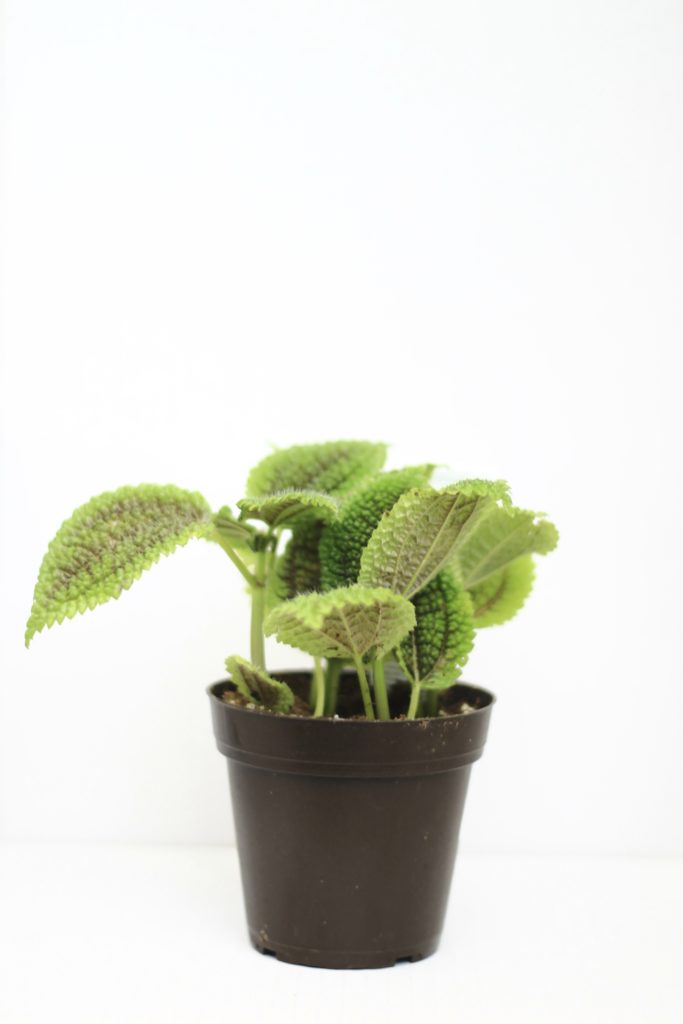 Pilea Party: A Guide to Pilea - Leaf and Paw