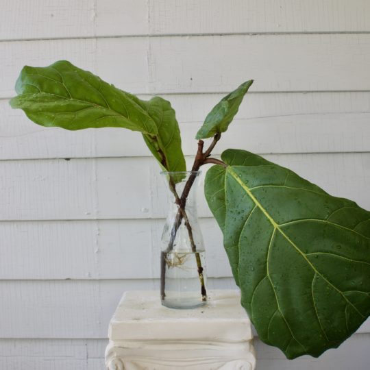 Leaf and Paw | A Blog About Pets and Plants