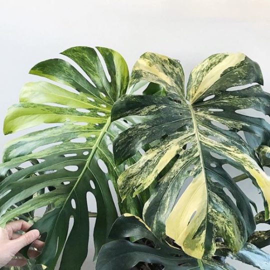 Guide: More Monstera Varieties To Love - Leaf and Paw