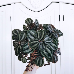Pilea Party: A Guide to Pilea - Leaf and Paw
