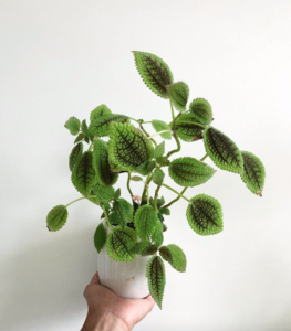 Pilea Party: A Guide to Pilea - Leaf and Paw
