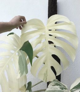 Guide: More Monstera Varieties To Love - Leaf and Paw