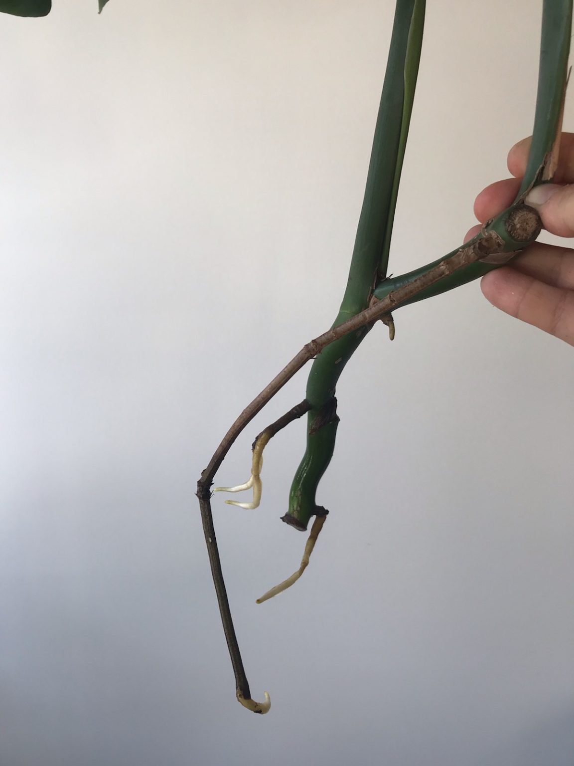 How To: Propagate a Monstera Deliciosa - Leaf and Paw