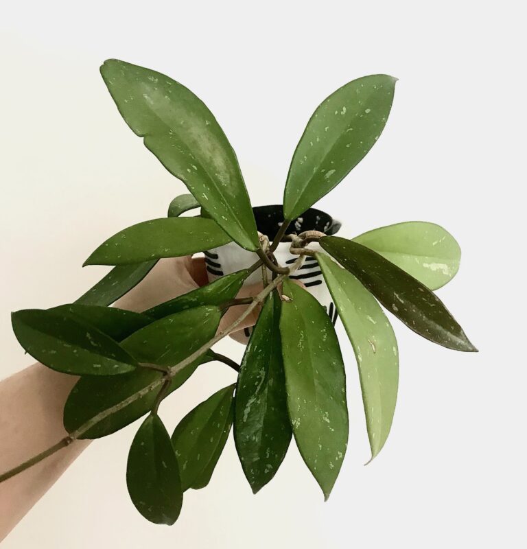 Happy Hoya: A Guide to Hoyas - Leaf and Paw