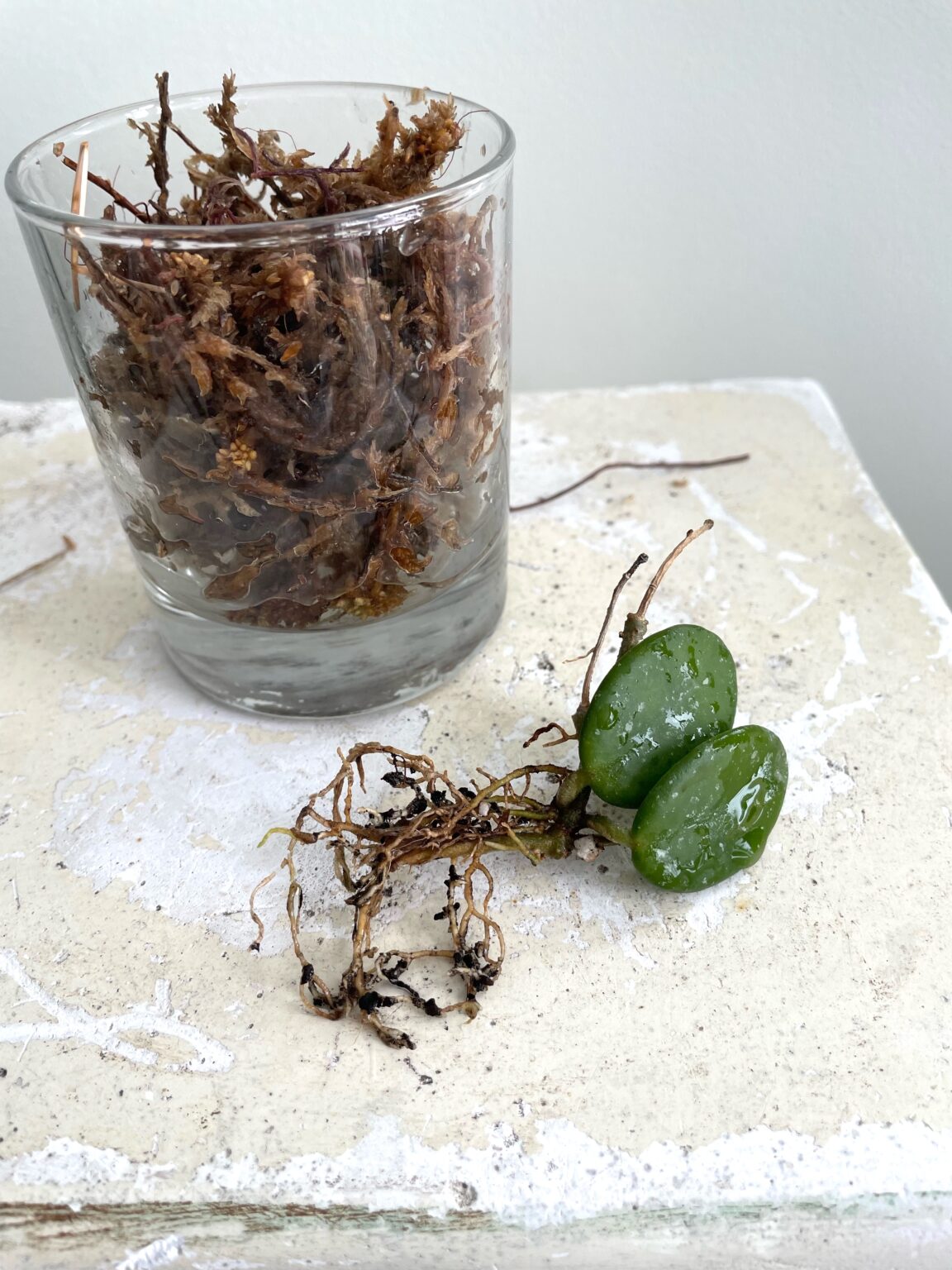 How To: Propagate Hoya - Leaf and Paw