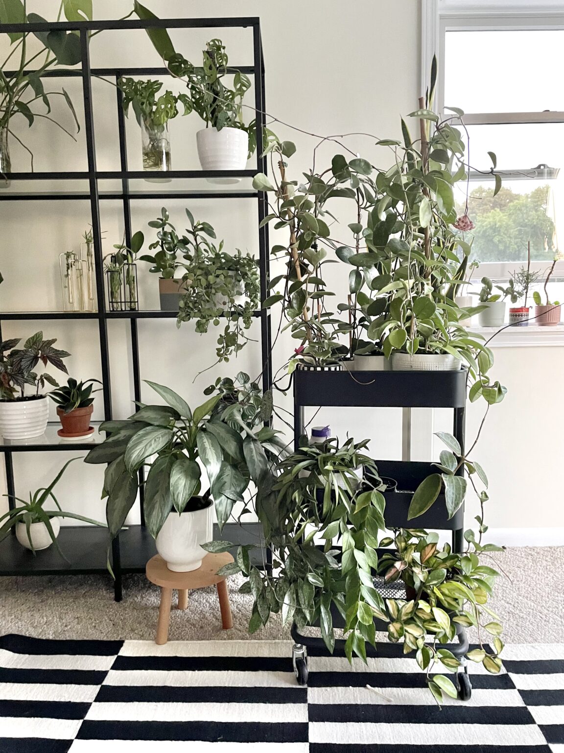 How to Style Houseplants with Pets - Leaf and Paw