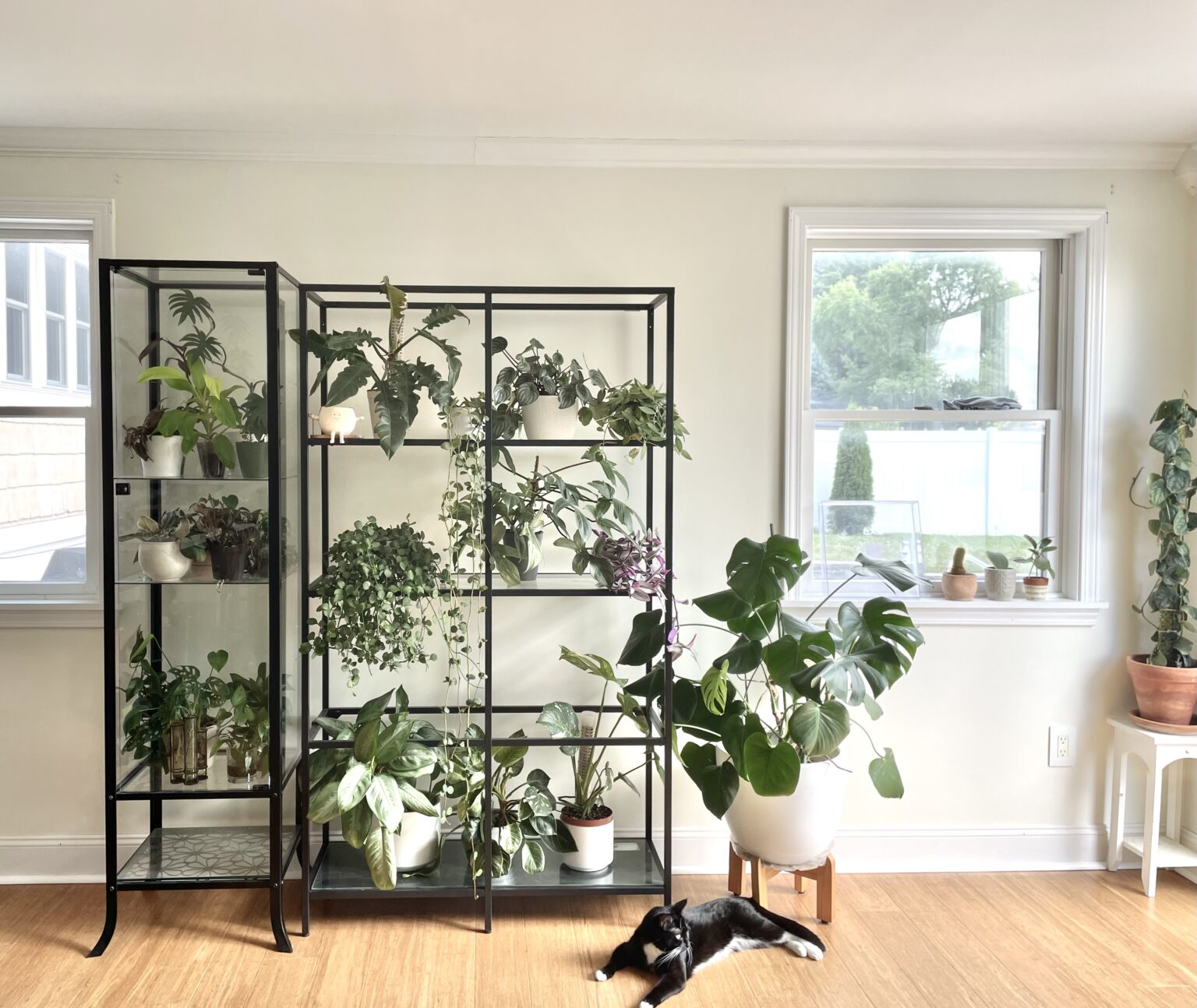 How to Style Houseplants with Pets - Leaf and Paw